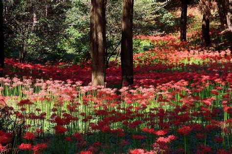 村上緑地公園の彼岸花 Modest Photo Album