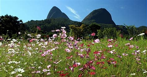 코스모스 길 따라 초가을 정취 느껴