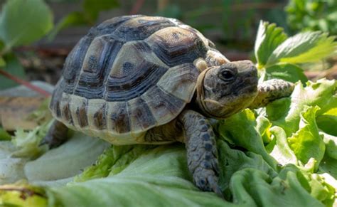 Quels Sont Les 10 Animaux Les Plus Lents Au Monde
