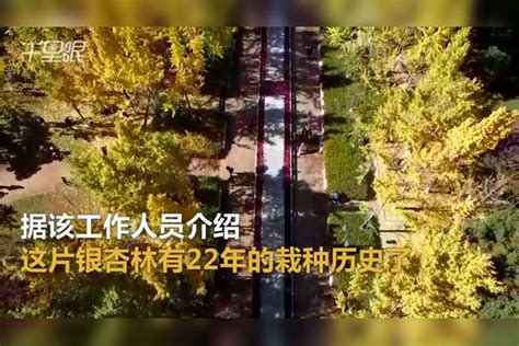 【云南】航拍最美冬景大观楼千颗银杏林成市民最爱，在冬日暖阳下熠熠生辉银杏