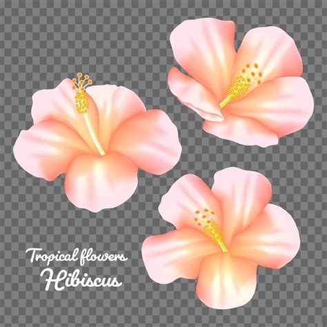 6 페이지 무궁화 벡터 Freepik에서 무료 고품질 벡터를 다운로드하세요 Freepik