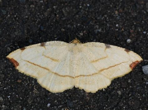 ツマトビシロエダシャク ZATTAな昆虫図鑑