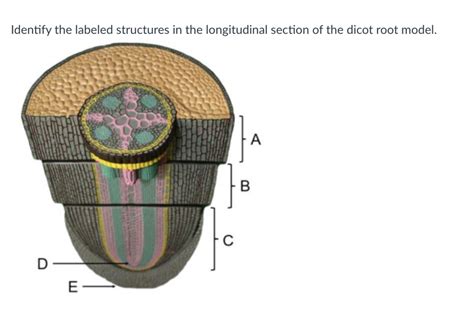 Plant Anatomy Root Diagram 2 Dicot Diagram Quizlet