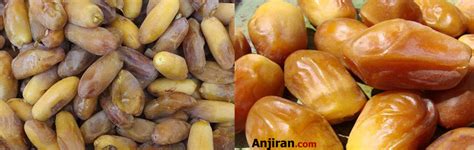 مهمترین انواع خرما در جهان و ارقام مهم آن در ایران انجیران خشکبار