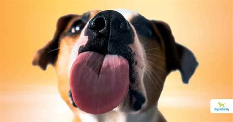 Can Dogs Saliva Heal Their Own Wounds