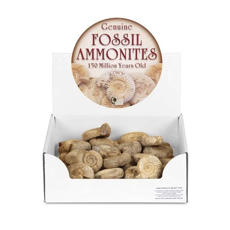 Buy Wholesale Fossil Ammonite Packs Online British Fossils