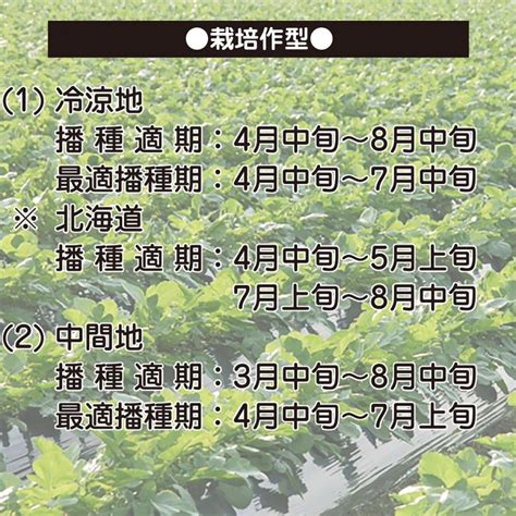 大容量 営利種 カネコ交配 サンホープセブン ホウレンソウ M3万粒 カネコ種苗 野菜 種 ほうれん草 種子 ほうれん草の種 野菜種 野菜の種