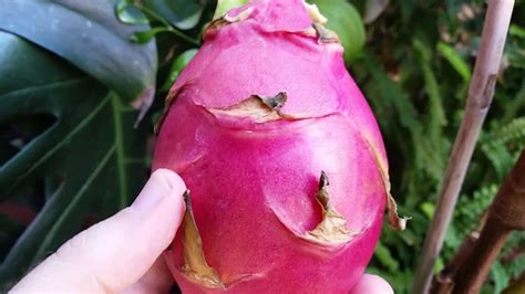 Descubre La Deliciosa Fruta Rosa Variedades Beneficios Y Recetas ︎