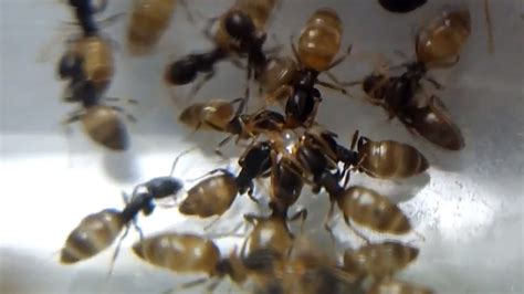 Ghost Ants How To Get Rid Of Ghost Ants Tips And Guide Pest Samurai