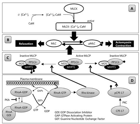 Overview Of Signaling Pathways Underlying Actomyosin Contraction A Download Scientific