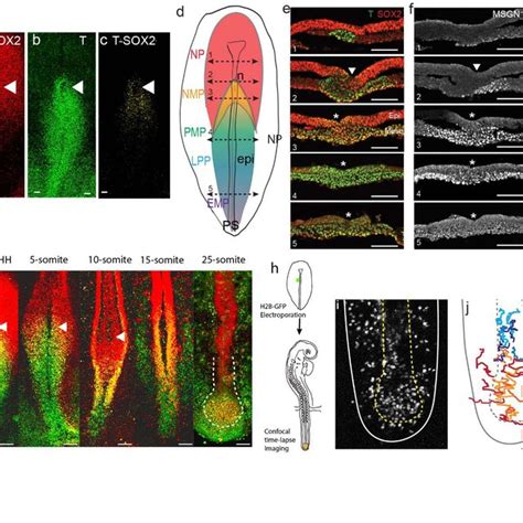 Pdf Dynamics Of Primitive Streak Regression Controls The Fate Of Neuro Mesodermal Progenitors
