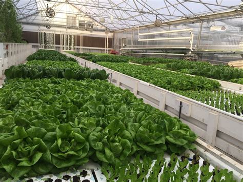 Aquaponic Farming Training The Aquaponic Source