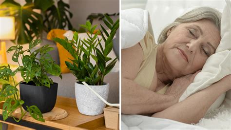 5 Plantes Incroyables Pour Avoir Un Sommeil Plus Réparateur Et Calmer