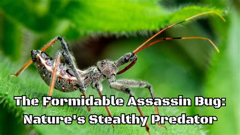 The Formidable Assassin Bug Natures Stealthy Predator Bug Bird
