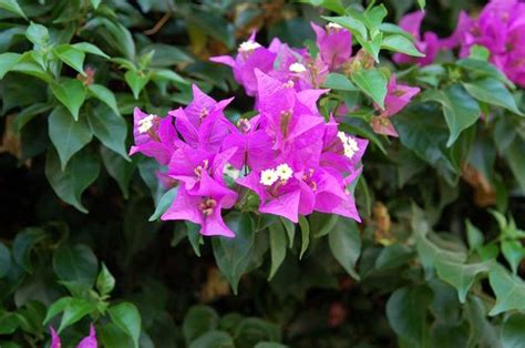 Бугенвилия пурпурная Bougainvillea Фото © паломнический центр