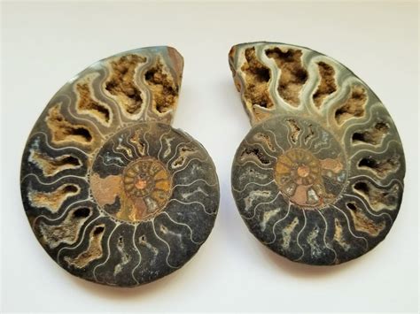 Huge Ammonite Fossil Large Genuine Fossilized Shell Fossil Etsy