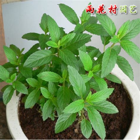 香水薄荷种子 具有芳香清凉味香草种子 多年生 雨花村园艺