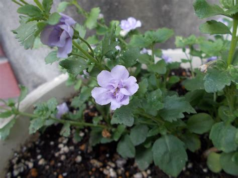 梅雨目前に咲いている花。 バラを咲かせることが好き。 楽天ブログ