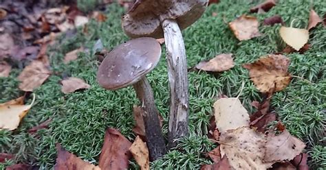 Ghost Bolete Leccinum Holopus Album On Imgur