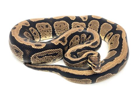 Striker Ball Python Traits Morphpedia