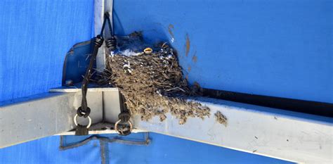 Embedded Bugs Home Economics