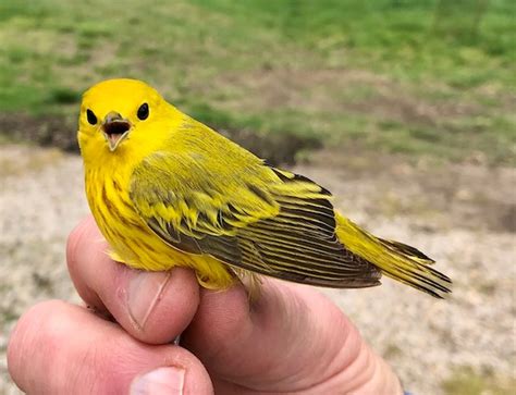 Bird Banding The City Of Litchfield