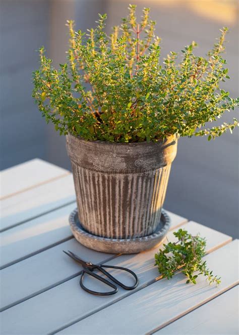 Thyme Herb In Flowerpot On Balcony Urban Container Garden Concept