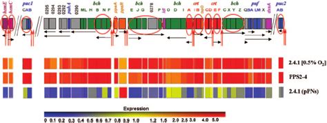 Upper Panel R Sphaeroides Ppsr Regulon Each Gene Is Represented By
