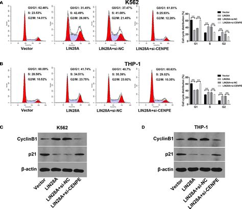 Frontiers Lin28acenpe Promoting The Proliferation And Chemoresistance Of Acute Myeloid Leukemia