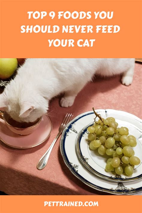Top 9 Foods You Should Never Feed Your Cat Pet Trained