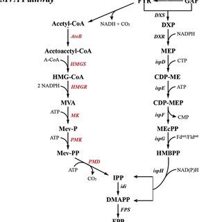 The MEP And MVA Pathways For Squalene Biosynthesis Enzymes In Red Were