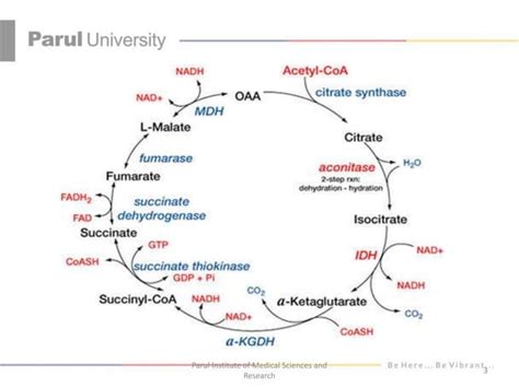 Tricarboxylic Acid Cycle Tca Also Known As The Krebs Cycle Or The