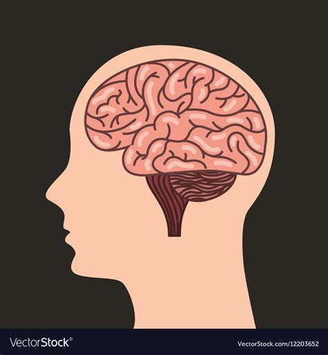 Human Brain Icon Royalty Free Vector Image Vectorstock