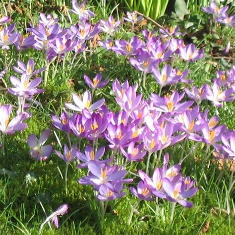 Crocus Tommasinianus Shipton Bulbs