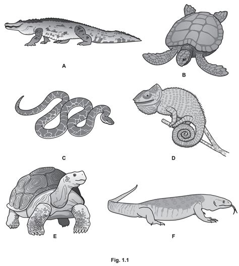 Igcse Biology 0610 1 2 Concept And Uses Of Classification Systems Igcse Style Questions Paper