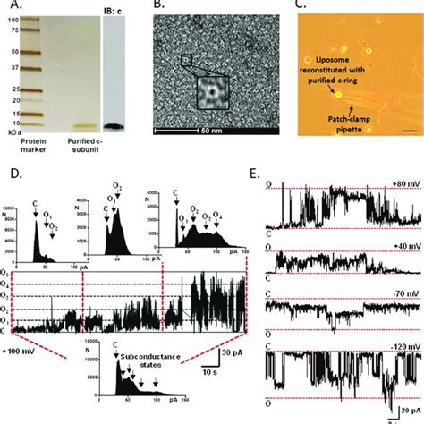 human atp synthase c subunit purified from different hosts forms a