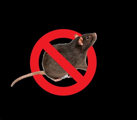 Drowned Rat Clipart Rodents