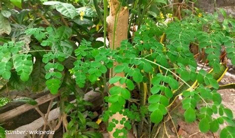 7 Manfaat Daun Kelor Untuk Kesehatan Tubuh Pigiblog