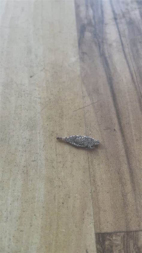 Worm In Turtle Like Shell Rwhatisthisbug