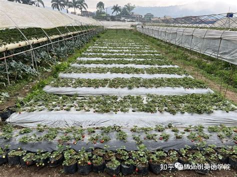 又到了摘草莓的季节啦！ 知乎