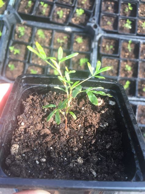 Казацкий можжевельник Мас: посадка, уход, полив и подкормка