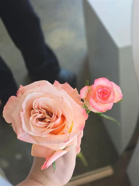 수입장미 왼쪽 과 국산장미 오른쪽 나는 왠만하면 크고 좋은 장미를 선호해서 겨울에는 수입과 국산이 큰 차이가 없어서