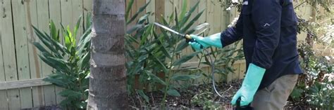 Tree Borer Control How To Get Rid Of Tree Borers Diy Tree Borer