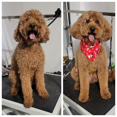 Magic Touch Pet Grooming