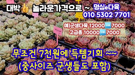 명심e다육 중사이즈군생포함 7천원으로 다 드려요신상포함 묵둥까망흑괴리금 레드와인철화 딥레드 빌케이츠 백야 묵딩아보카도크림