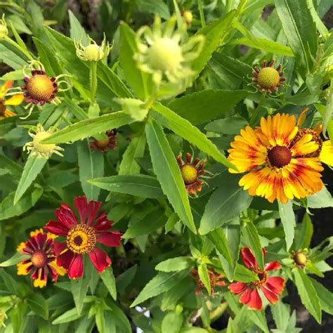 Helenium Autumnale Helena Red Shades Hélénie Pépinières Lepage
