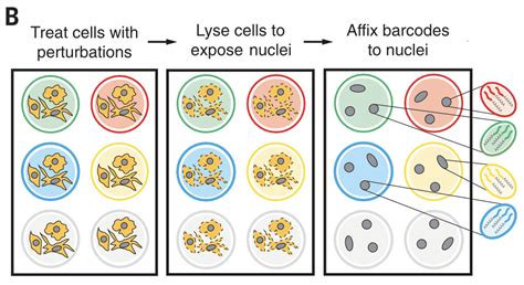 Estimating The Causal Effects Of Drug Treatment On Gene Expression — Chirho Documentation