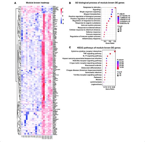 Gene Functional Analysis Of Module Brown Genes A Gene Expression