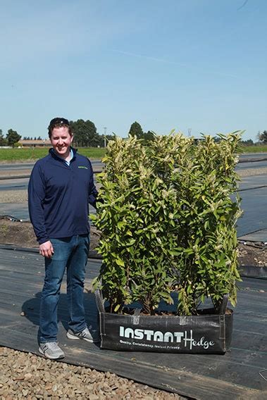 Schip Cherry Laurel Hedges Versatile And Hardy Privacy Screen