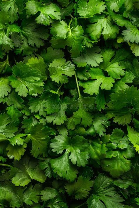Coriander Leaves Texture Background Cilantro Leaf Pattern Chinese Parsley Greens Banner